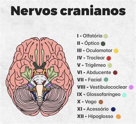 Nervos Cranianos Mapa Mental Resumido Como Estudar Anatomia Nervos