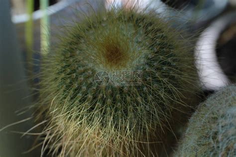 带刺花的植物花卉美丽的仙人掌高清图片下载 正版图片506272949 摄图网