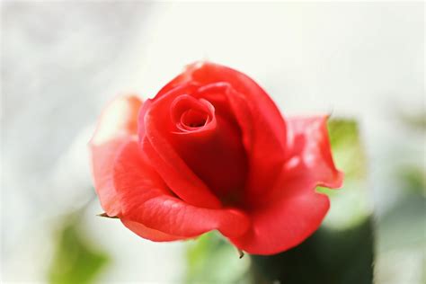 Blomst Rose Kronblad Gratis foto på Pixabay