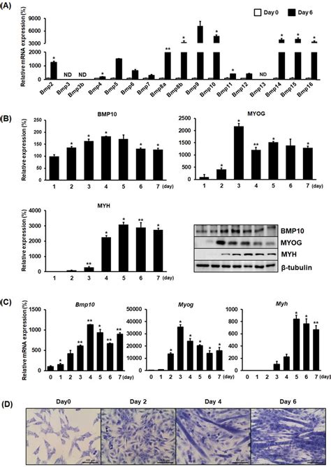 Expression Pattern Of BMP10 In C2C12 Cells Time Course Changes In The