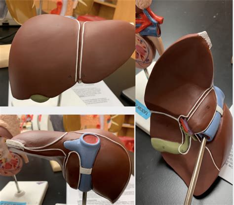 Liver Model Diagram Quizlet