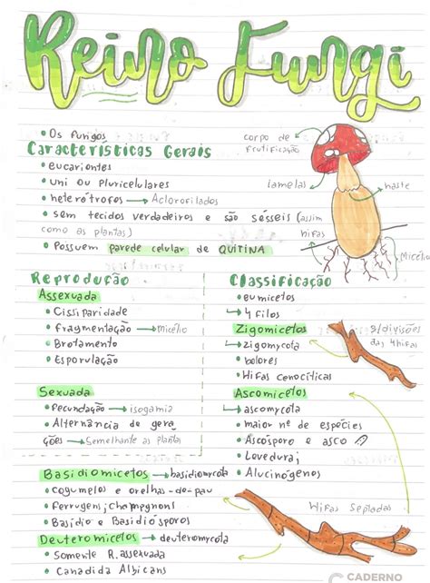 Mapa Mental Reino Fungi LIBRAIN