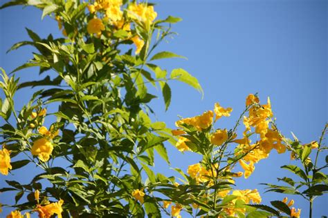 Free Images Tree Nature Branch Blossom Sky Sunlight Leaf