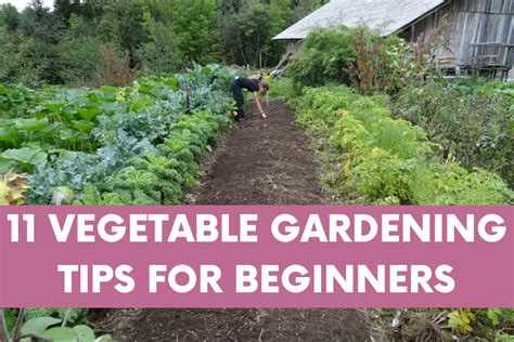 11 VEGETABLE GARDENING TIPS FOR BEGINNERS Missy Kate Creations