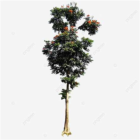 Isolated Tree Hd Transparent Isolated Trees With Flowers Tree Flower