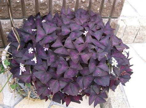 Purple Leaf Plant With Tiny Pink Flowers Best Flower Site