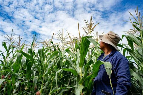 Impulsa Gobierno de México innovadores esquemas de aseguramiento para