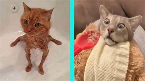 BEST DANK CAT MEMES COMPILATION OF 2020 PART 13 From TikTok YouTube