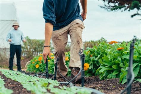 Agricultura sustentável o que é melhores práticas e benefícios