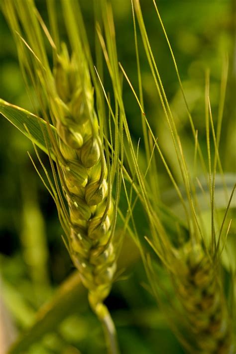 Weizen Landwirtschaft Bauernhof Kostenloses Foto Auf Pixabay
