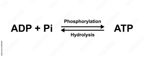 Adp Pi Atp Equation Atp Adp Cycle Scheme Phosphorylation And