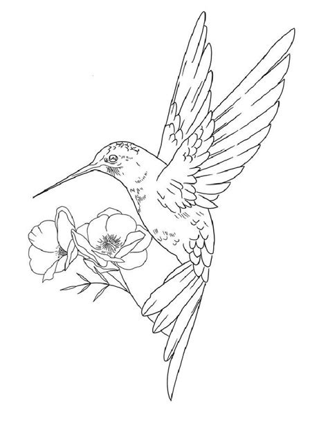 Realistic Hummingbird Coloring Page