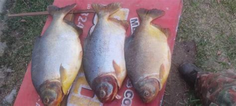 Pescador é autuado por captura ilegal de peixes no Rio Aquidauana A