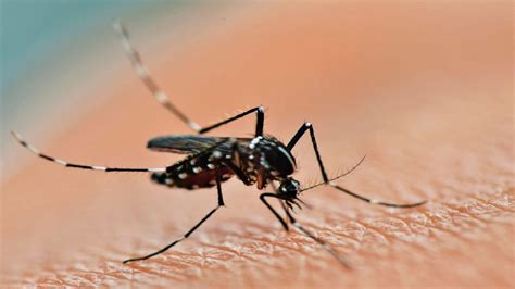 Dengue qué es cuáles son los síntomas cómo se transmite se trata y