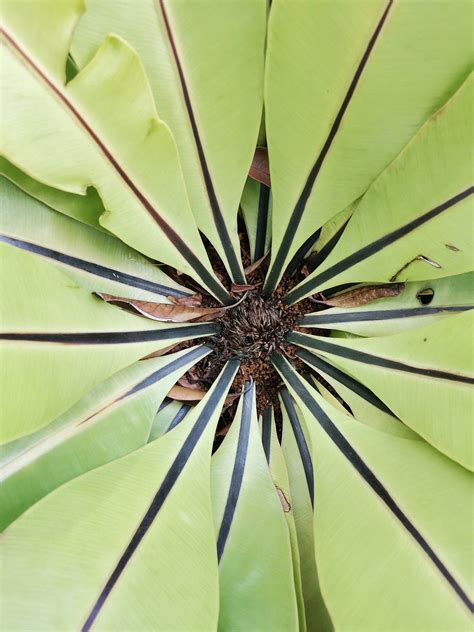 Natureza Verde Relva Foto Gratuita No Pixabay Pixabay