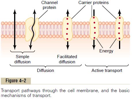 Diffusion Through The Cell Membrane
