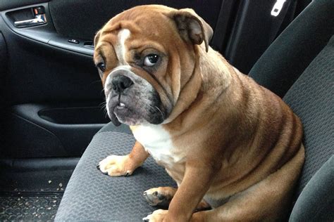 Tu Perro Entiende Lo Que Le Dices La Ciencia Lo Confirma Applauss