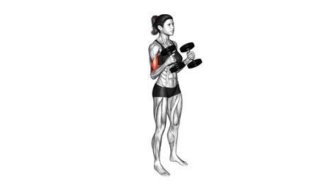 Dumbbell Hammer Curl Female Version Video Exercise Guide Tips