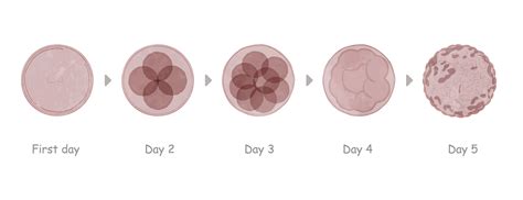 Ivf Success With Embryo Grading Expert Tips And Insights