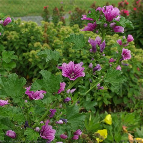 Plant Gallery Encyklopedia Roślin Malva sylvestris ssp mauritiana