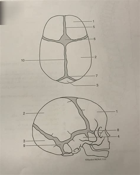 Fetal Skull Diagram Quizlet