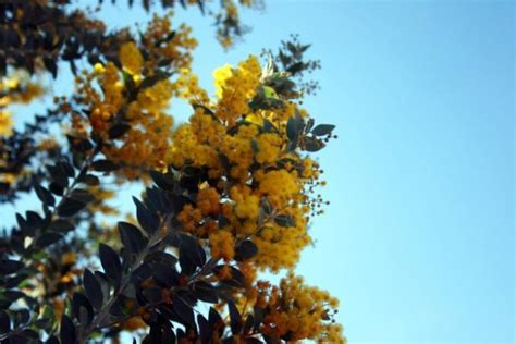 PLANTAS INVASORAS Qué Son y Ejemplos de Especies con FOTOS