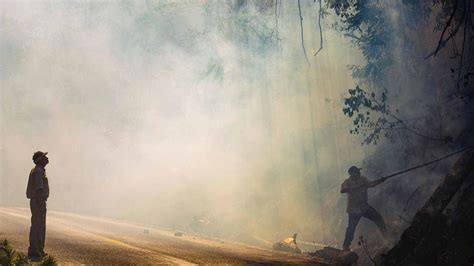 Conafor Reporta 91 Incendios Forestales Activos en México Despierta N