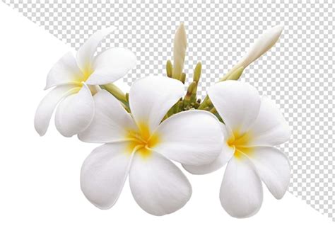 Premium PSD Plumeria Flower Png