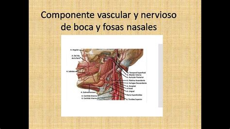 vascularización e inervación de la boca y las fosas nasales YouTube