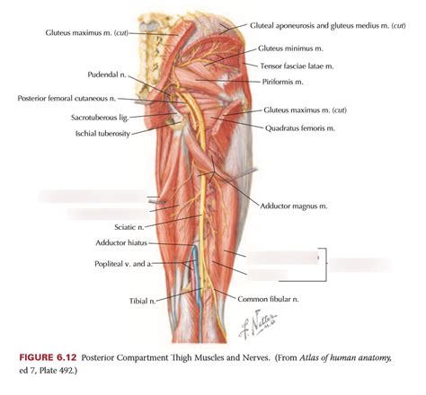 Posterior Thigh Anatomy Diagram Quizlet