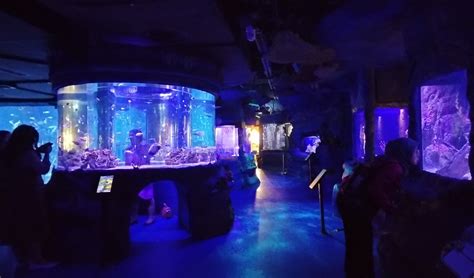 Jakarta Aquarium Dan Safari Wisata Alternatif Buat Healing Di Pusat