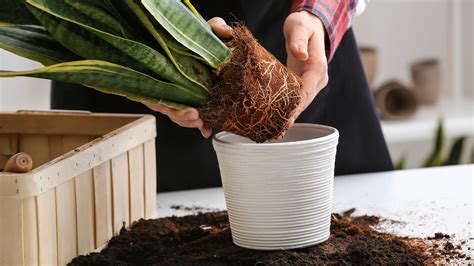 How To Repot A Snake Plant Plus 5 Signs It Needs A New Pot Gardeningetc