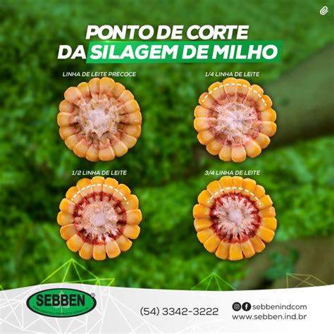 PONTO DE CORTE DA SILAGEM DE MILHO Sebben Cerealista