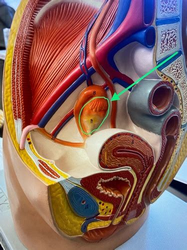 Female Reproductive System Models Flashcards Quizlet