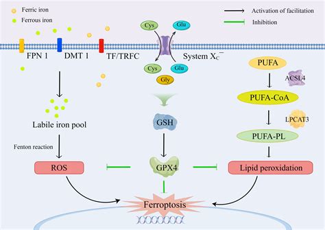 Frontiers Ferroptosis A Potential Target For The Intervention Of