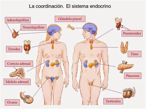 APRENDE y DISFRUTA con las CIENCIAS NATURALES RELACIÓN Y COORDINACIÓN