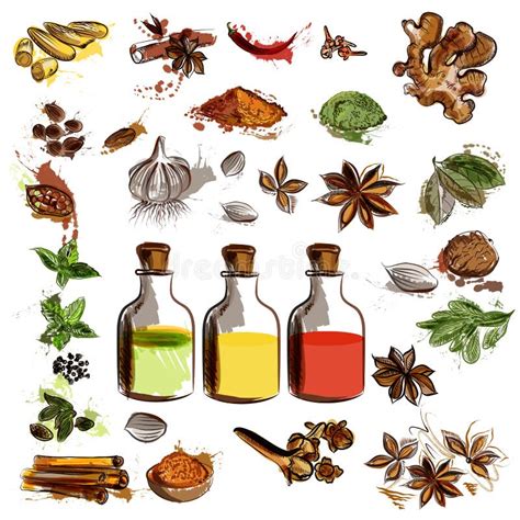 Sistema Grande De Hierbas Y De Especias Culinarias Populares Stock De