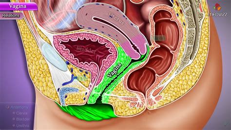 Penis Inside Cervix