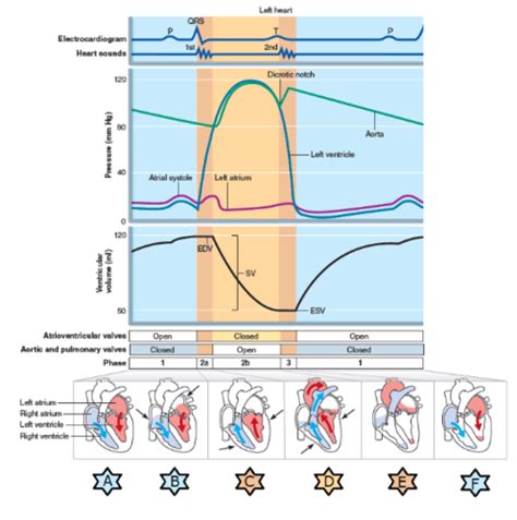 Benyo Cardiac Cycle And Pressure Volume Loops Flashcards Quizlet