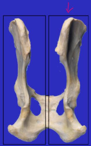 Canine Pelvic Limb Osteology Flashcards Quizlet