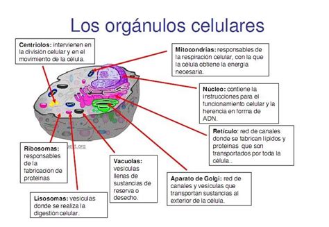 BASES DE BIOLOGÍA CELULAR Organélos celulares