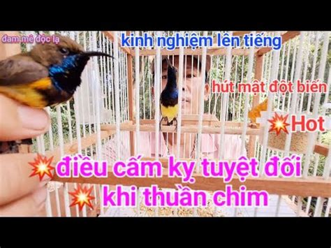 Điều Cấm Kỵ Tuyệt Đối Khi Thuần Chim Sưu Tầm Được Hút Mật Đột Biến