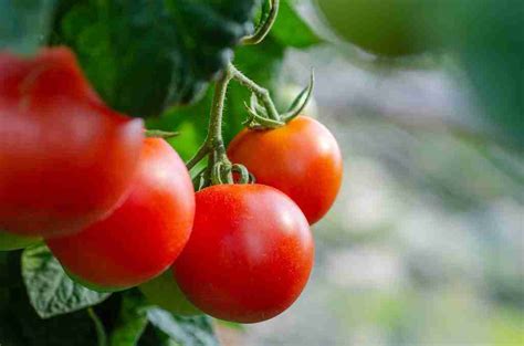 C Mo Sembrar Tomates En Casa Y No Rendirte En El Intento