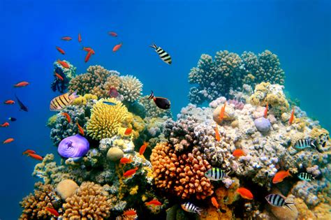 La Gran Barrera De Coral De Australia En Peligro Funiber Blogs Funiber