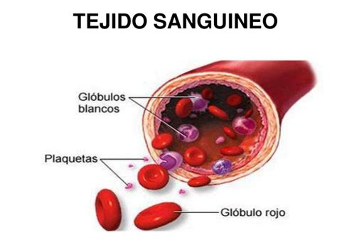 Histologia Tejido Sanguineo