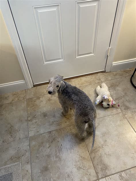 Janice Dean On Twitter Lola Has Introduced Us To More Neighbors These