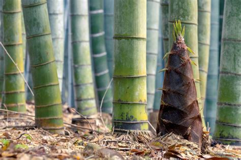 Planter Le Bambou Astuces Et Instructions HORNBACH
