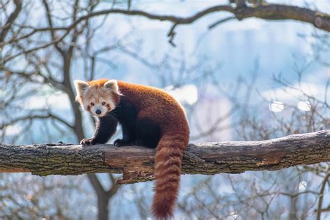 Pourquoi Le Panda Roux Est En Voie De Disparition Menaces Et