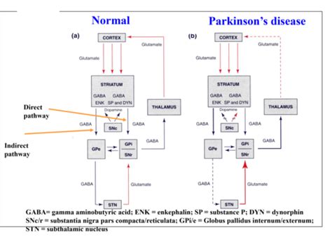 Pharmacology Of The Basal Ganglia Movement Disorders Flashcards Quizlet