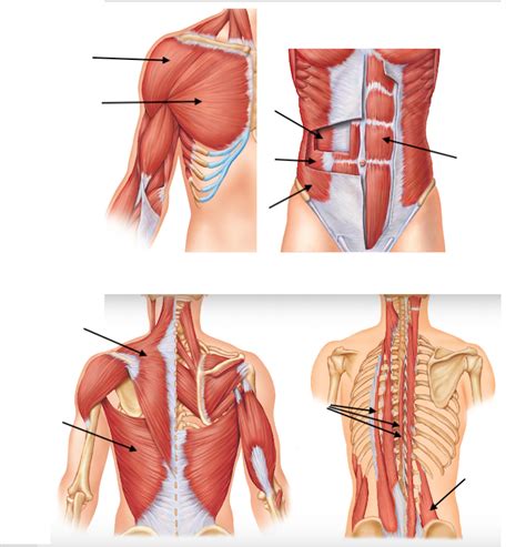 Muscles Of The Trunk Diagram Quizlet